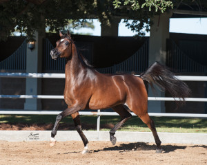 Dixie Dreamer DB - Dreamco Arabians